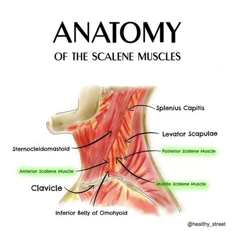 Healthy Street 🔈 Anatomy Of The Scalene Muscle The Facebook