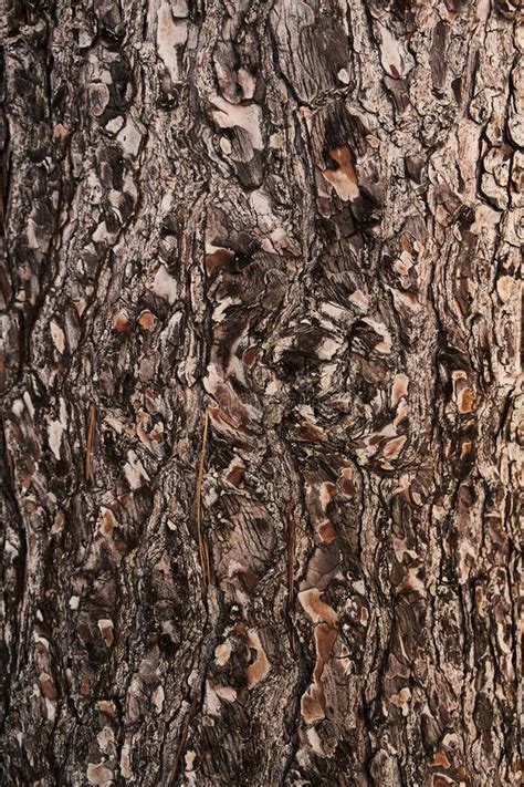 Tree Bark Texture Natural Background Stock Image Image Of Abstract Organic 237964327