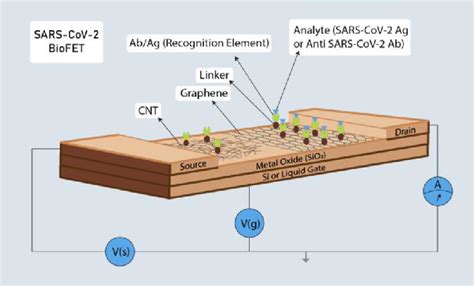 Basic Working Principle Of Carbon Nanomaterial Based Bio Fet Sensors Download Scientific Diagram