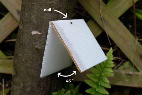 How To Use A Chew Card — Predator Free Dunedin