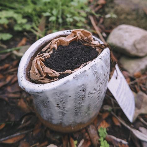 Set Lavanda Macetero Semillas Sustrato Delcerro Cerámica