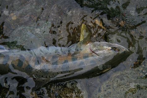鲑鱼 日本 樱桃 樱鳟 太平洋鲑鱼 自然 水 寒冷 野生动物 水平画幅