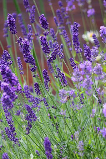 여름에 흐릿한 꽃 배경이있는 클로즈업 성장 라벤더 꽃의 이미지 라일락 퍼플 꽃 영어와 프랑스 라벤더 는 전체 태양 라반둘라 다양한 아우구티 폴리아 Officinalis 전에