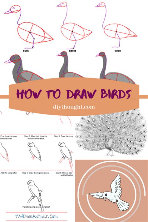 How To Draw Birds DIY Thought