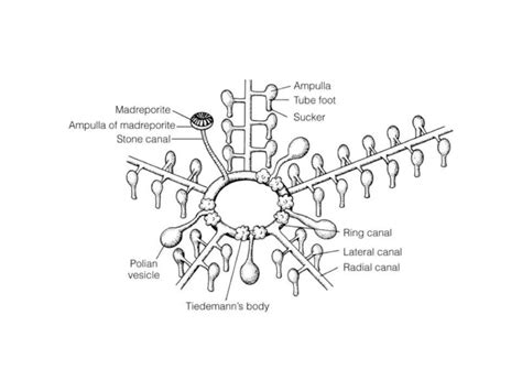 Phylum Echinodermata Presentation Ppt