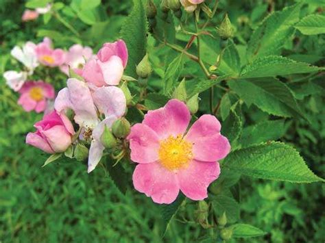 North American Wild Roses Mother Earth Gardener