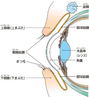 結膜炎大阪市中央区上本町西の眼科 上本町駅近くのスガオ眼科