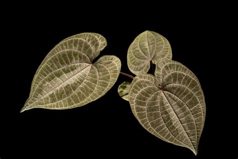 Dioscorea Discolor Ecuadorquideas