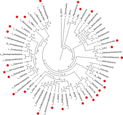 The Phylogenetic Tree Of Microbial Communities At The Class Level Red