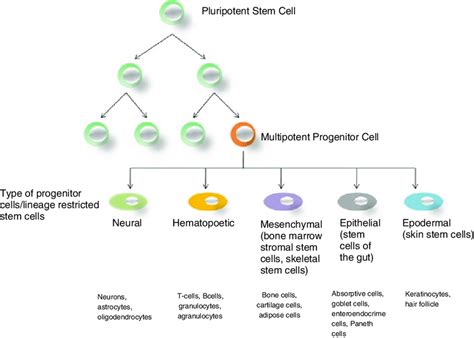 1 A Pluripotent Stem Cell Upon Asymmetric Division Gives Rise To A