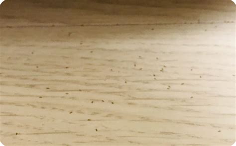 신축아파트에 벌레떼 뭘까요 먼지다듬이에 대해서 알아봐요 네이버 블로그