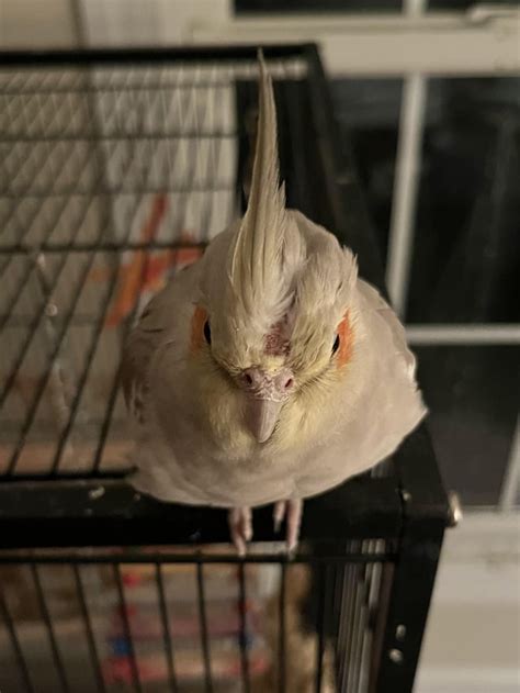 Bald Spot On Cockatiels Head Rcockatiel