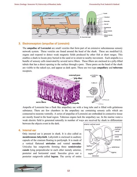 Scoliodon Laticaudus Spadenose Shark Notes For T Y B Sc Sem Vi Pdf