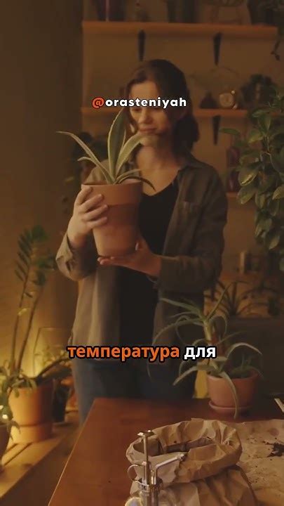 Как ухаживать за комнатными растениями зимой Youtube