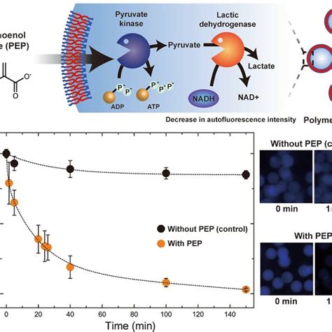 Signal Driven Cascade Enzymatic Reaction In Polymersomes A Schematic Download Scientific