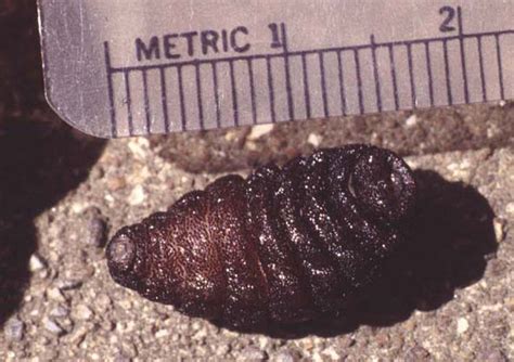 Human Bot Fly Range Map Human Bot Fly Range Map