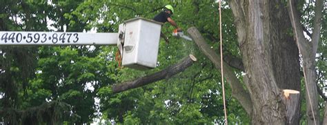Tree Trimming Roesch Tree Service