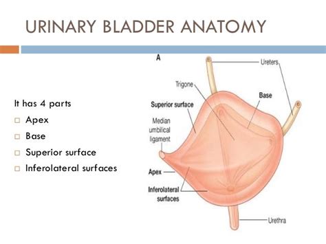 Bladder Innervation Physiology Of Micturition