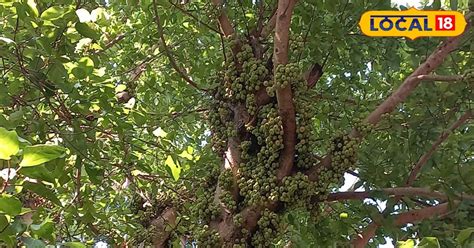 ये पेड़ बना देगा धनवान जड़ को सोने चांदी की ताबीज में पहनने से मजबूत