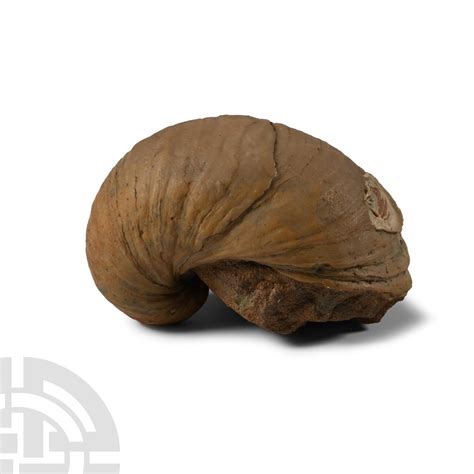 At Auction Fossil Gryphaea Bivalve At Auction Fossil Gryphaea Bivalve