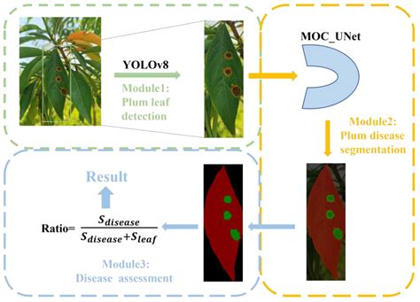 Two Stage Detection Algorithm For Plum Leaf Disease And Severity