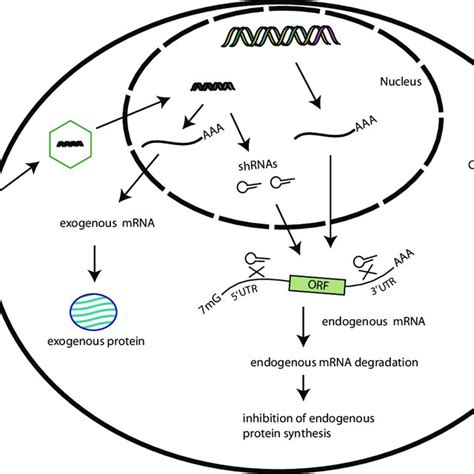 Schematic Representation Of The Mammalian Genetic Complementation