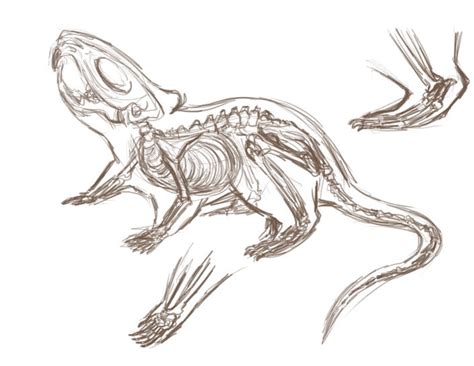 Mouse Skeleton By Jinmugiwara On Deviantart
