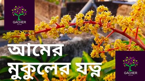 আমের মুকুল আসার পর যে কাজগুলো করলে বেশি আম হবে।। Haw To Take Care Of Mango Flower Youtube