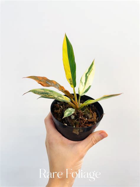 Philodendron Caramel Marble Fire Tiger 4 Rare Foliage Plant Co