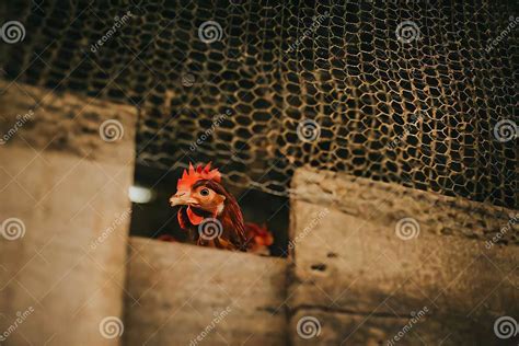 Curious Chicken Peeking Through A Fence In A Barn Stock Image Image