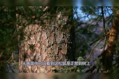 老鹰想捕食松鼠不料松鼠使出绝招镜头拍下全过程 松鼠 绝招 镜头