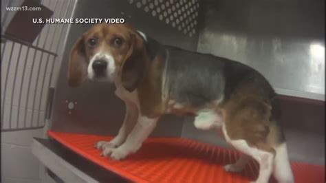 Humane Society To Get Beagles Released From Testing Lab Soon Wzzm