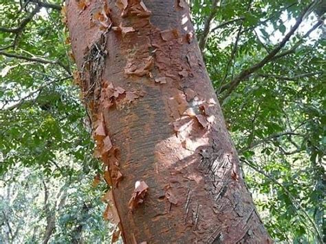 Bursera Simaruba Qué Es Características Hábitat Cuidados Y Usos
