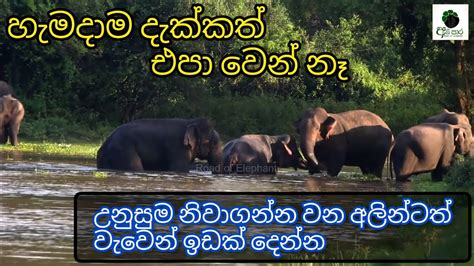 හැමදාම දැක්කත් එපා වෙන් නෑ උනුසුම නිවාගන්න වන අලින්ට වැවෙන් ඉඩක් දෙන්න Youtube