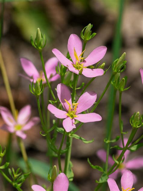 Sabatia Angularis Rosepink These Images Were Taken On A Flickr
