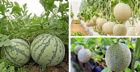 27 Types Of Melons You Should Grow With Pictures Geartrench