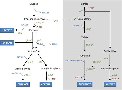 Dynamics And Genetic Diversification Of Escherichia Coli During