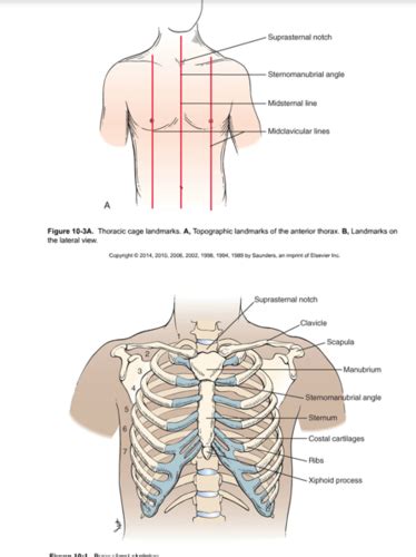 Pulmonology Physical Exam Flashcards Quizlet