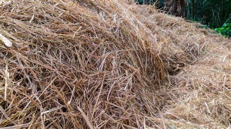 Premium Photo Dry Straw