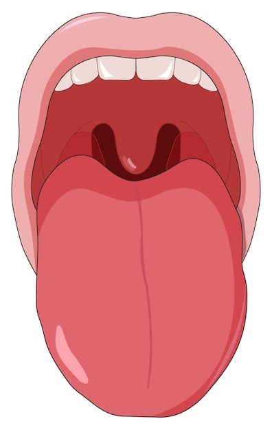 Mouth Illustration Showing Teeth And Tongue Premium Vector
