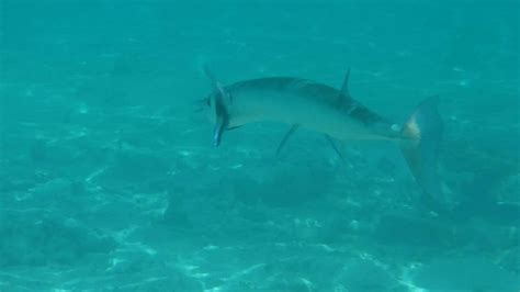 Tylosurus Crocodilus Species Factsheet