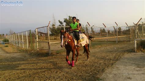 یل یالی عکس مالنا