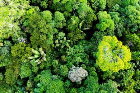 A Beginner S Guide To Tree Identification Earth Com