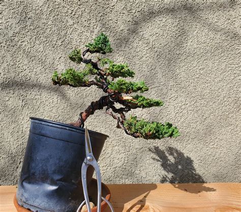 1680 Best Juniper Images On Pholder Bonsai Bonsai Porn And Mead