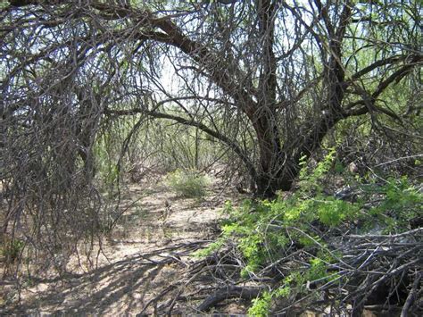Riparian Habitat Classification Photos Pima County Az