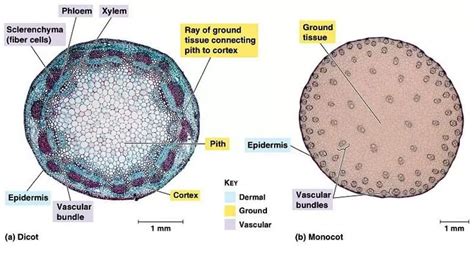 Dicotyledon Stem Cross Section Endynwise