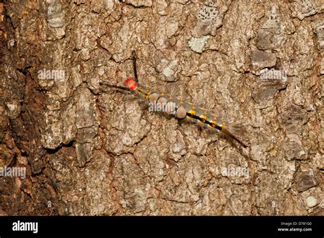 Topside View Fir Tussock Moth Caterpillar Orgyia Detrita Crawling On