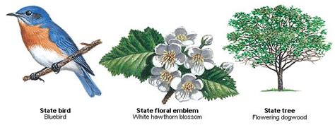 Native Missouri Trees List Clare Redman