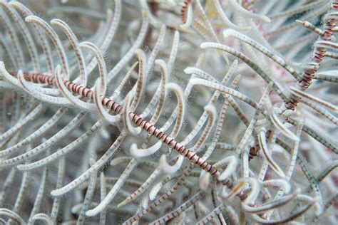 Close Up Details Of The Arms Of White Feather Star Lembeh Photograph