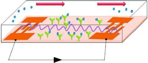 Schematic Diagram Of Surface Acoustic Wave Saw Biosensor Download